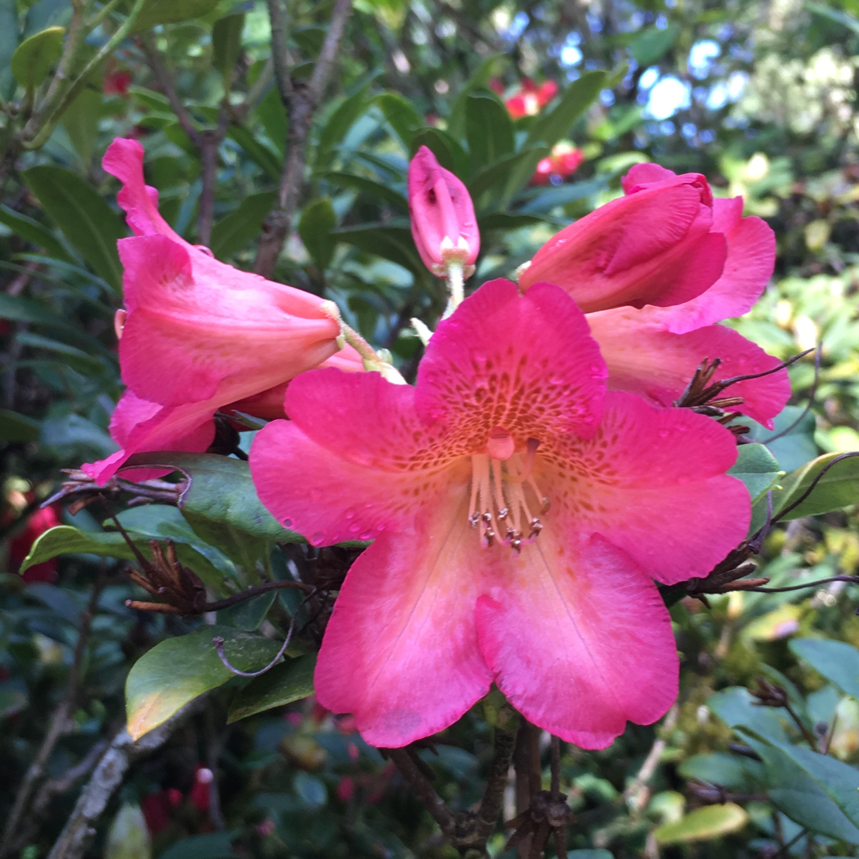 A visit to Lakewold Gardens in Washington state