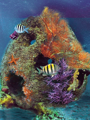 MEMORIAL REEF | Vet At Your Door