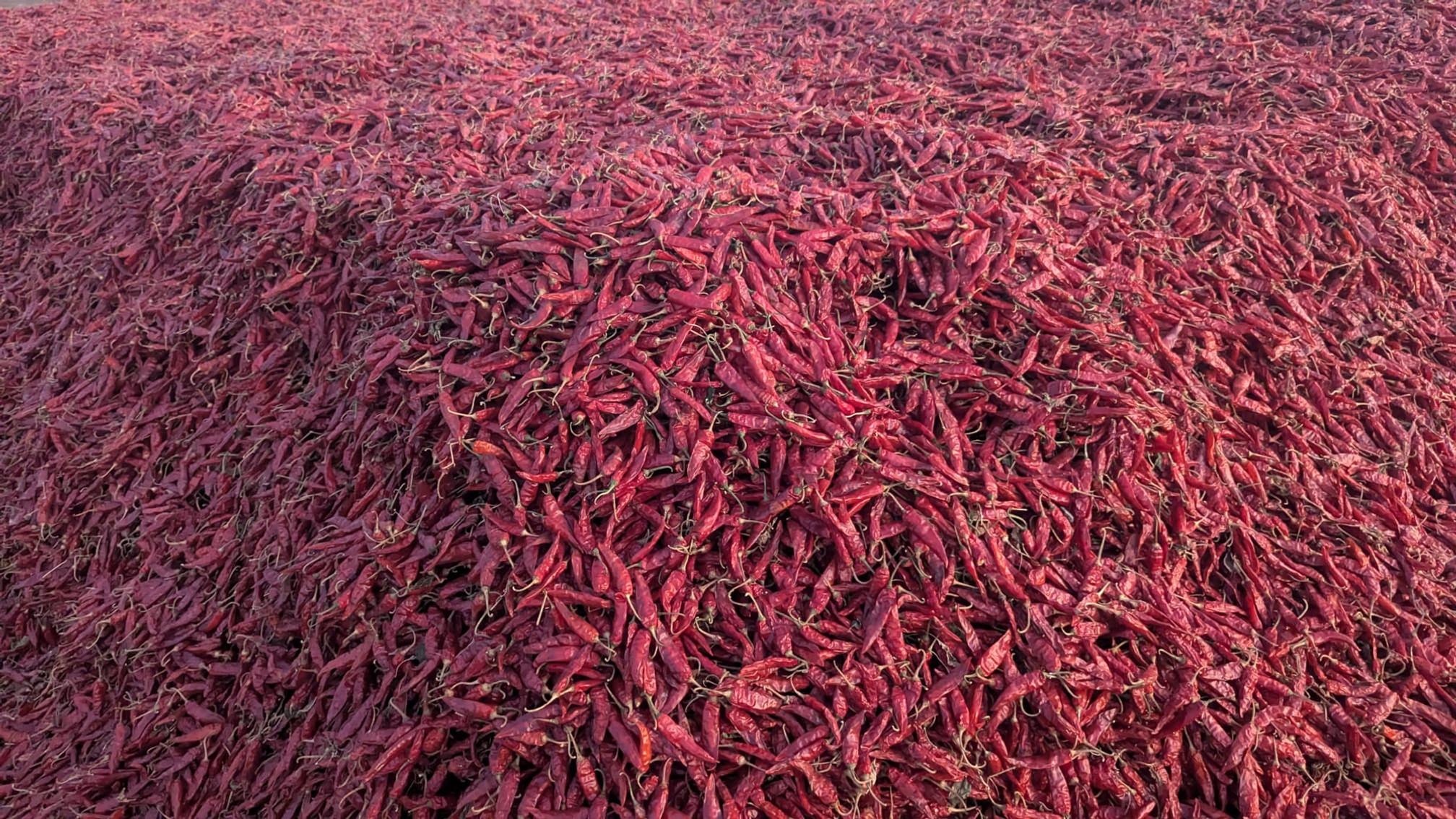 Best Indian Red Chilli Varieties for Export | Bright Hub Global