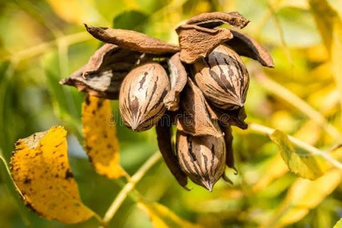 Grafted Pecan nuts tree | Eplantica
