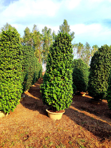 Ficus banta Cone shape/ Only for bulk buyers | Eplantica