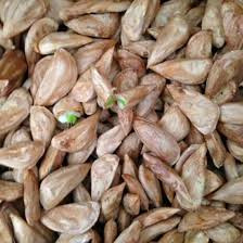 Cedrus deodara (Deodar Cedar) seeds/ For bulks buyers | Eplantica
