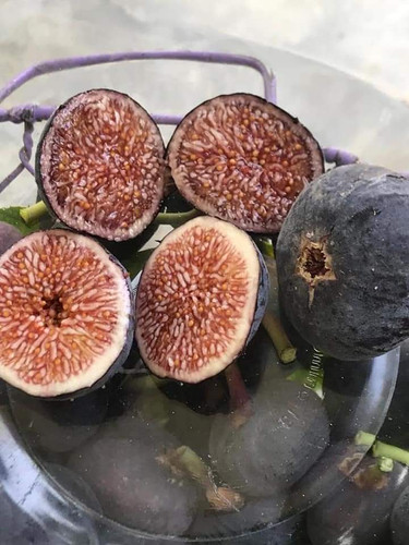 Ficus palmata fig live plant - sweet fruit | Eplantica