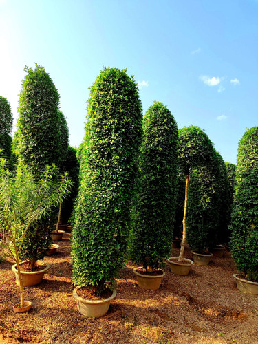 Sami miniature ficus cone/ Only for bulk buyers | Eplantica