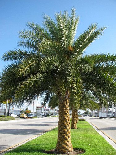 Phoenix sylvestris palm tree | Eplantica