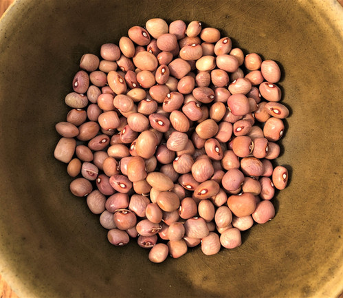 Herrenbohn (Teutonic Knights Bean) | Roughwood Seed