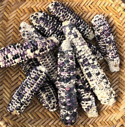 Pawnee Eagle Flour Corn | Roughwood Seed