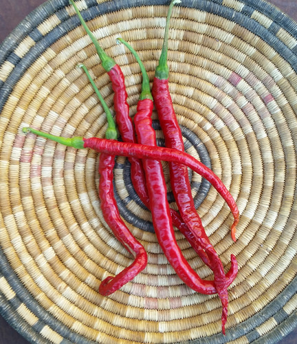 Chile de Arbol (Chile de Rata) | Roughwood Center