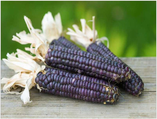 Purple Flour Corn | Roughwood Seed