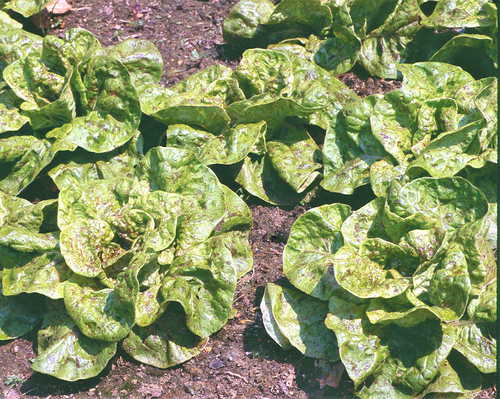 Speckled Dutch Butter Lettuce | Roughwood Seed