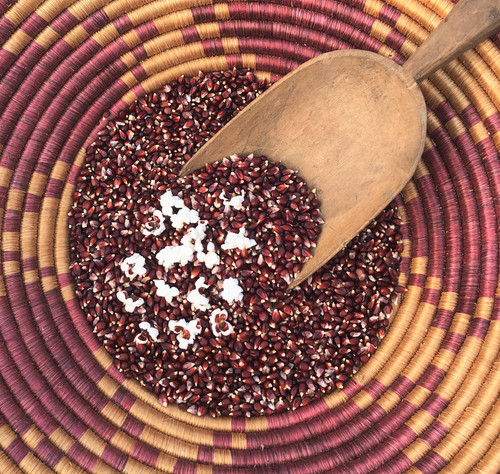 Pawnee Red Skidi Popcorn | Roughwood Seed