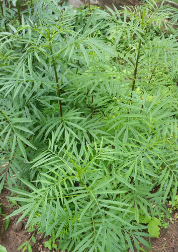 Huacatay (South American Herb and Medicinal) | Roughwood Seed