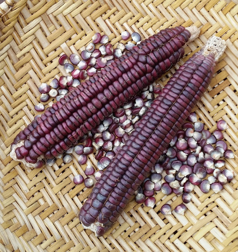 Quapaw Red (Dented Flour Corn) | Roughwood Seed