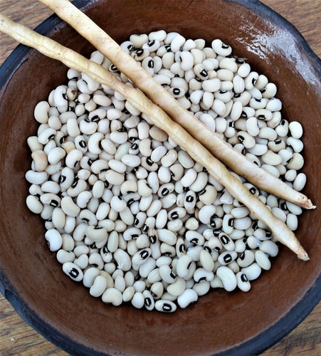 Botswana Blackeye Cowpea | Roughwood Seed