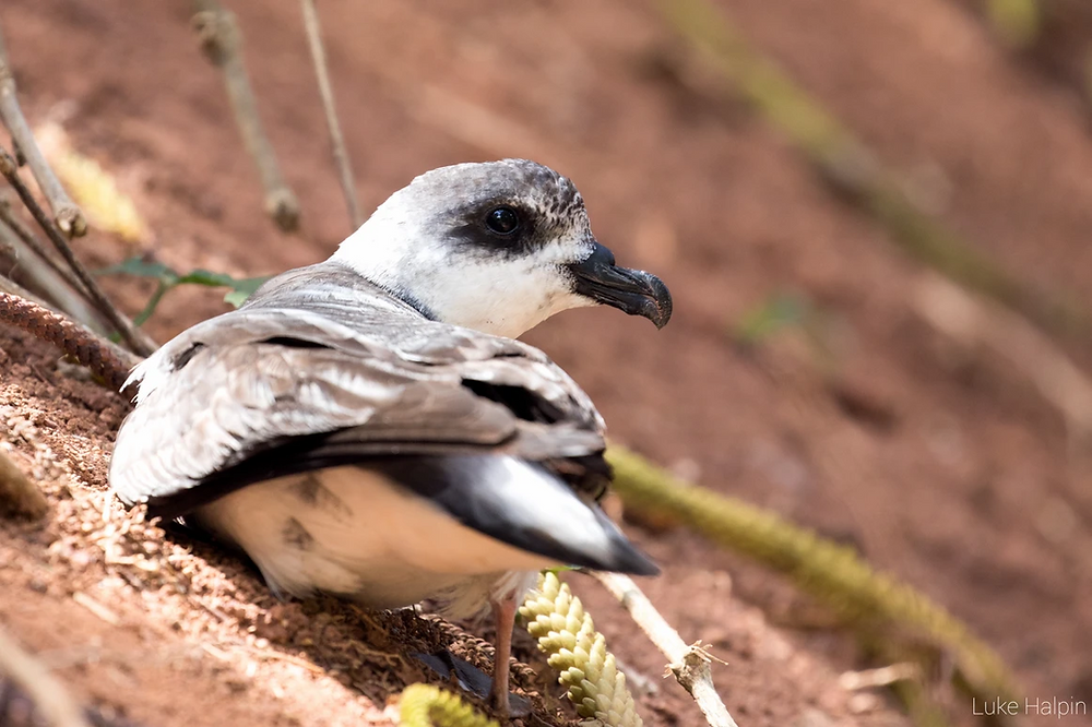 Light-level geolocator accuracy is limited by species idiosyncrasies ...