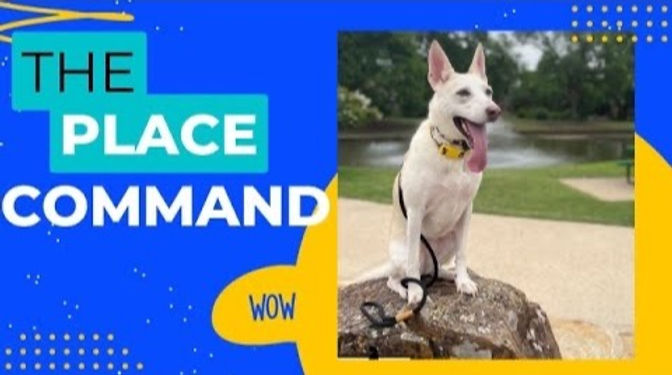 Teaching Your Dog the Place Command