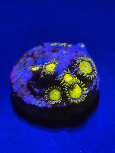 Zoa King Midas | Coral Aqua Cult