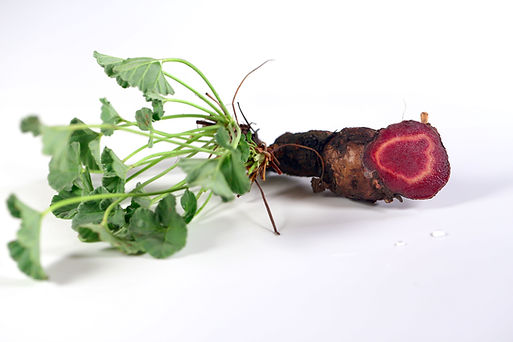 PELAFORCE™ Pelargonium sidoides extract | AFRACEUTICALS