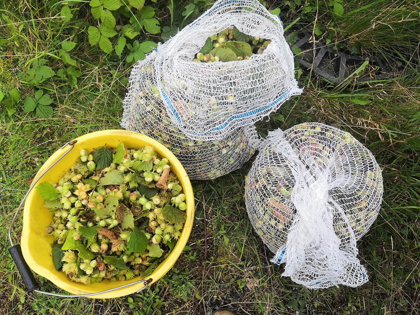 Start a Tree Nursery, Learn to Save and Collect Seeds. | CELT