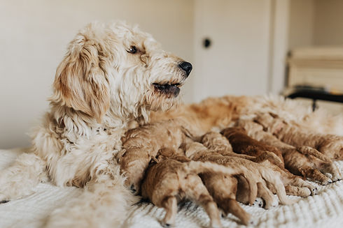 PITTER PATTER PUPPIES | puppies available