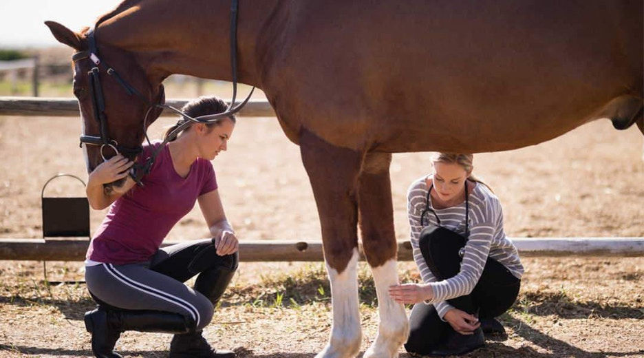Equivont: 5 Principles of Equine Exercise Physiology