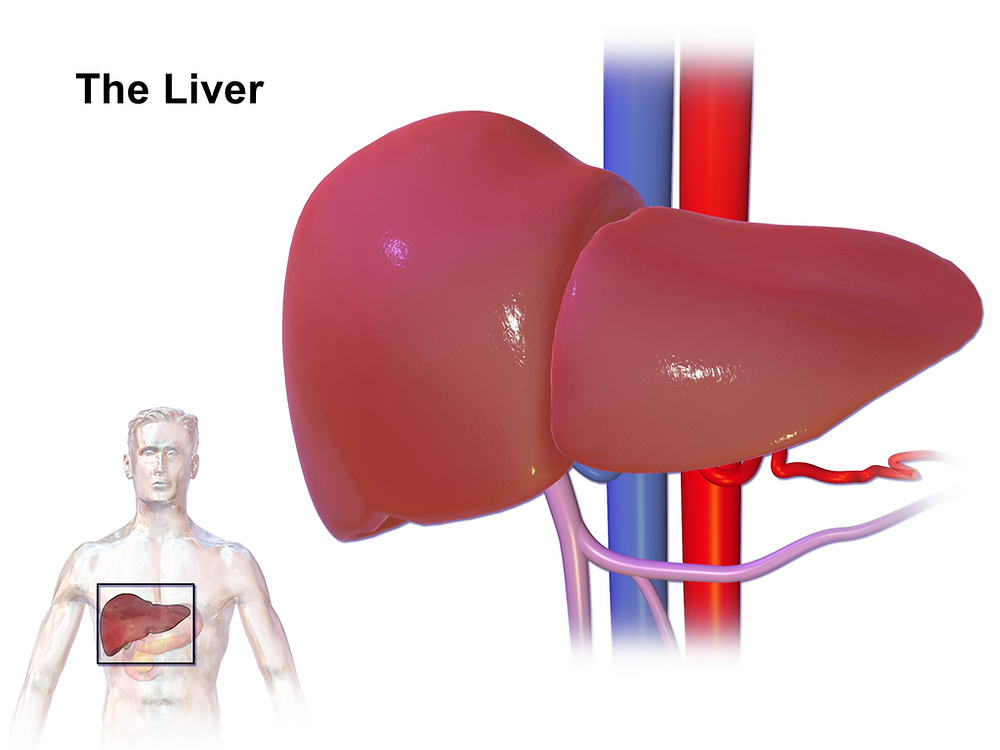 Tips for a healthy liver