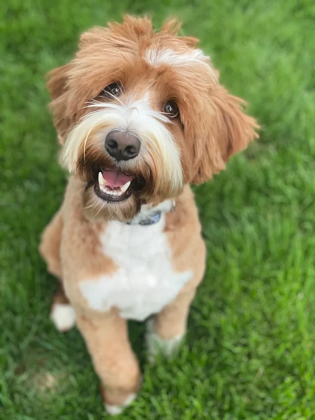 Australian Labradoodle Puppies | Tall Timbers Labradoodles | Colorado