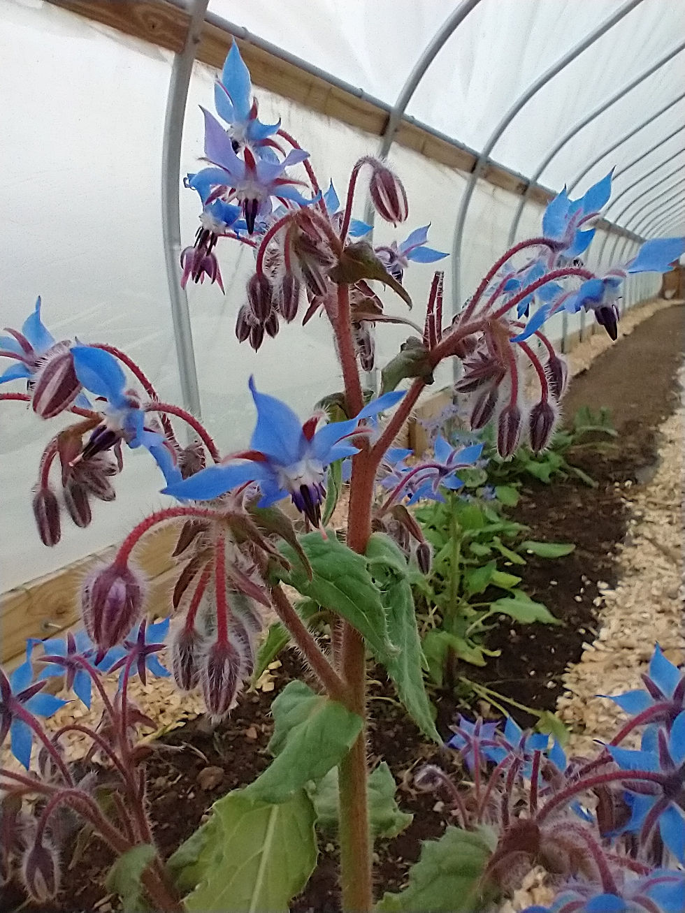 Borage - Organic Edible Flowers | Mysite
