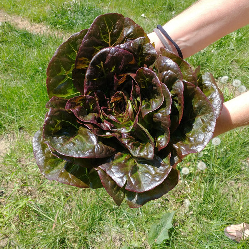 Mini Artisan Lettuces - Bibb, Romaine, Little Gem | Mysite