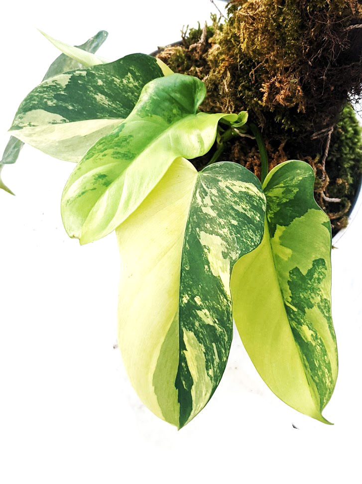 Philodendron bipennifolium Violin Variegated