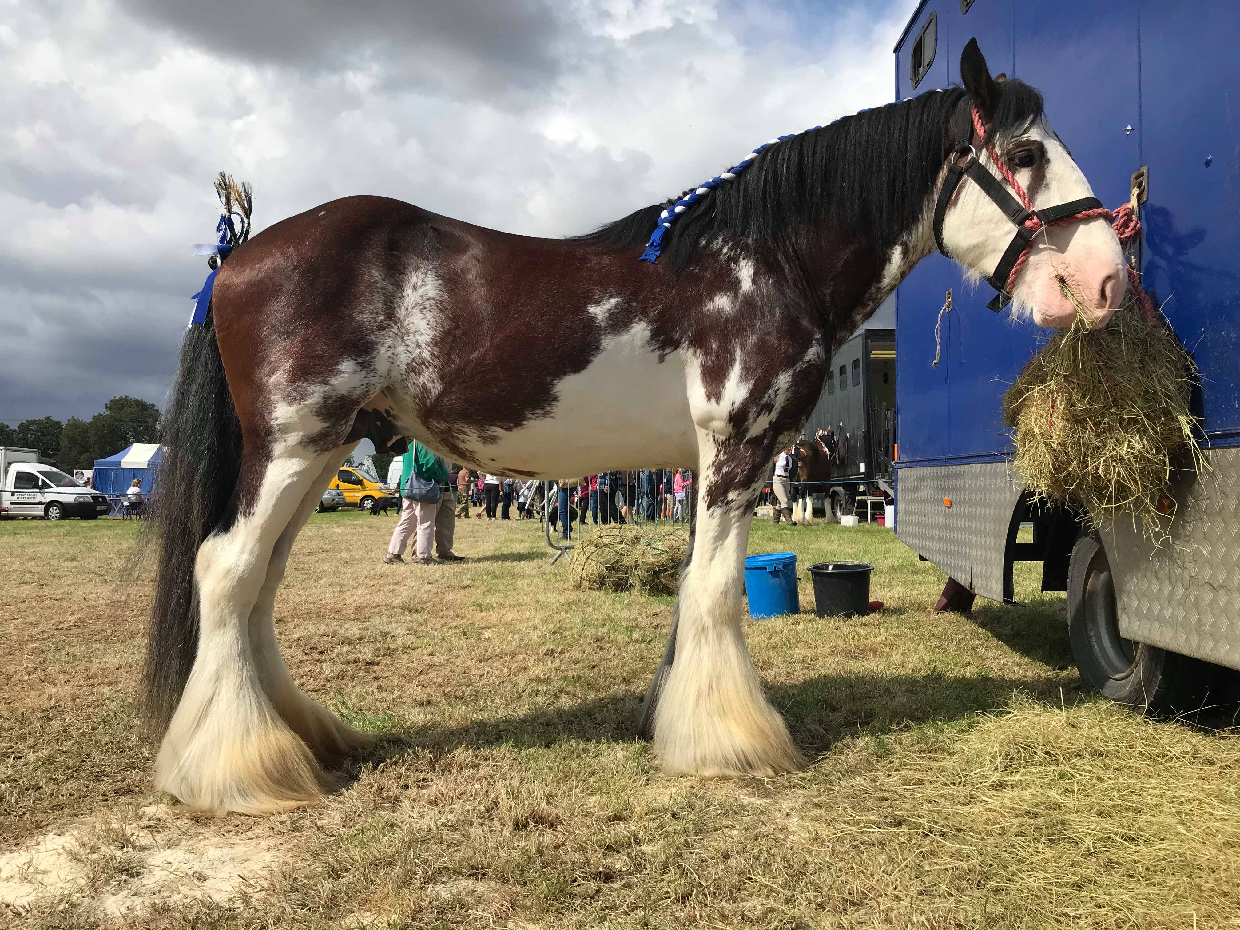 Showing | Ruskington Shire Stud