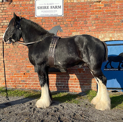 Stallions at Stud | Ruskington Shire Stud