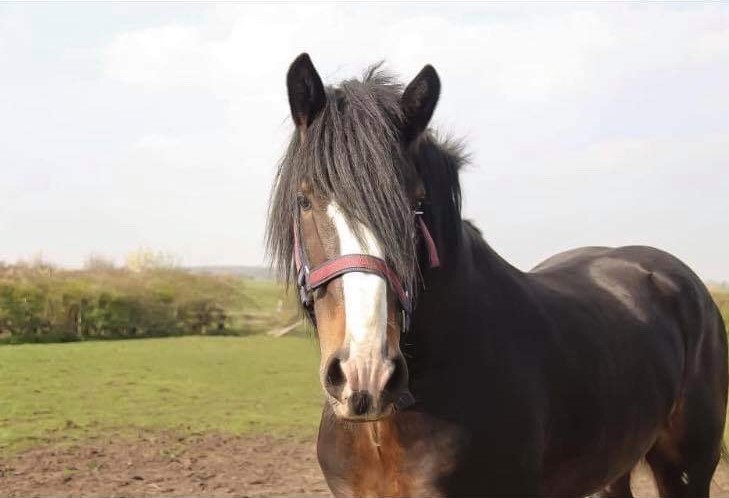 Shire Horse | Ruskington Shire Stud | Lincolnshire