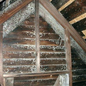 Water Fire Mold Damage | Elite Remediation & Services | United States