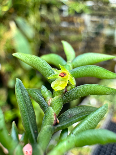 Microsaccus affinis | Tropiscape Orchids