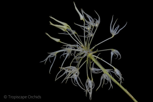 Tropiscape Orchids - All Orchids