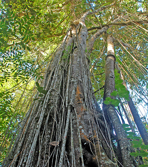 Tree Bank | earthsangha