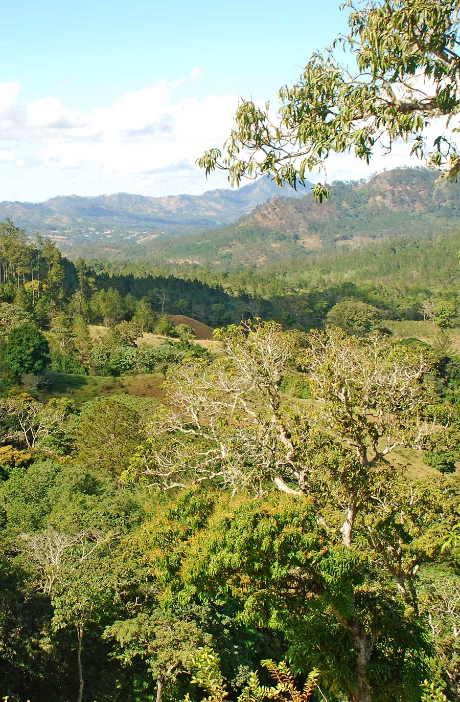 Tree Bank | earthsangha