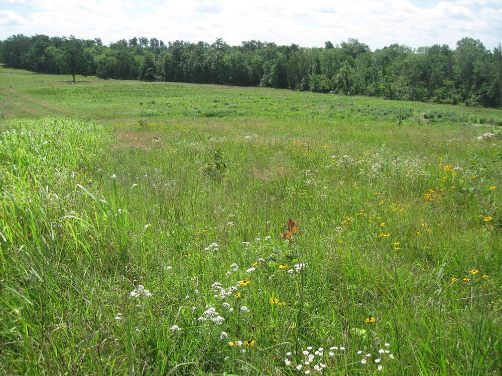 Old Fields into Native Meadows: from the Perspective of A Laidback Gardener