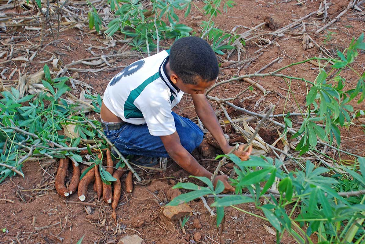 Tree Bank | earthsangha