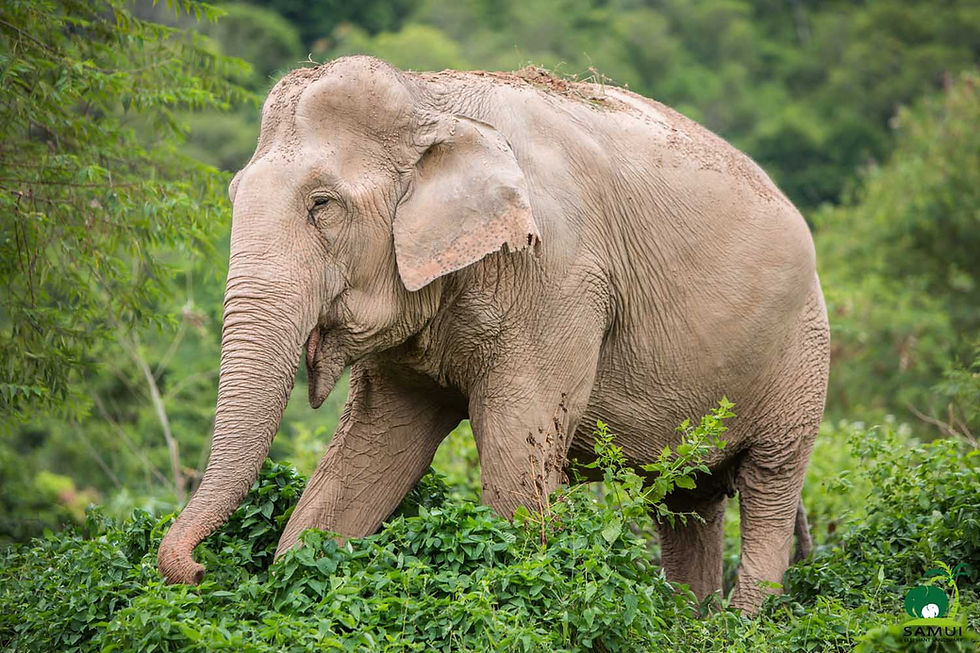 Sponsor Elephants | Samui Elephant Sanctuary