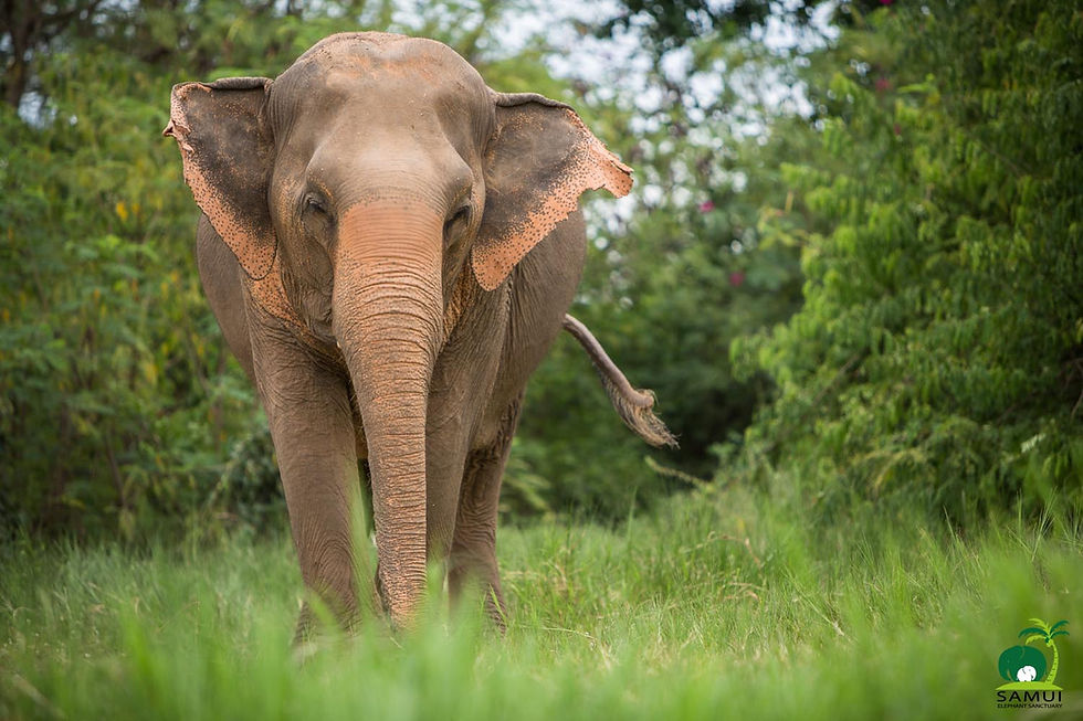 Sponsor Elephants | Samui Elephant Sanctuary