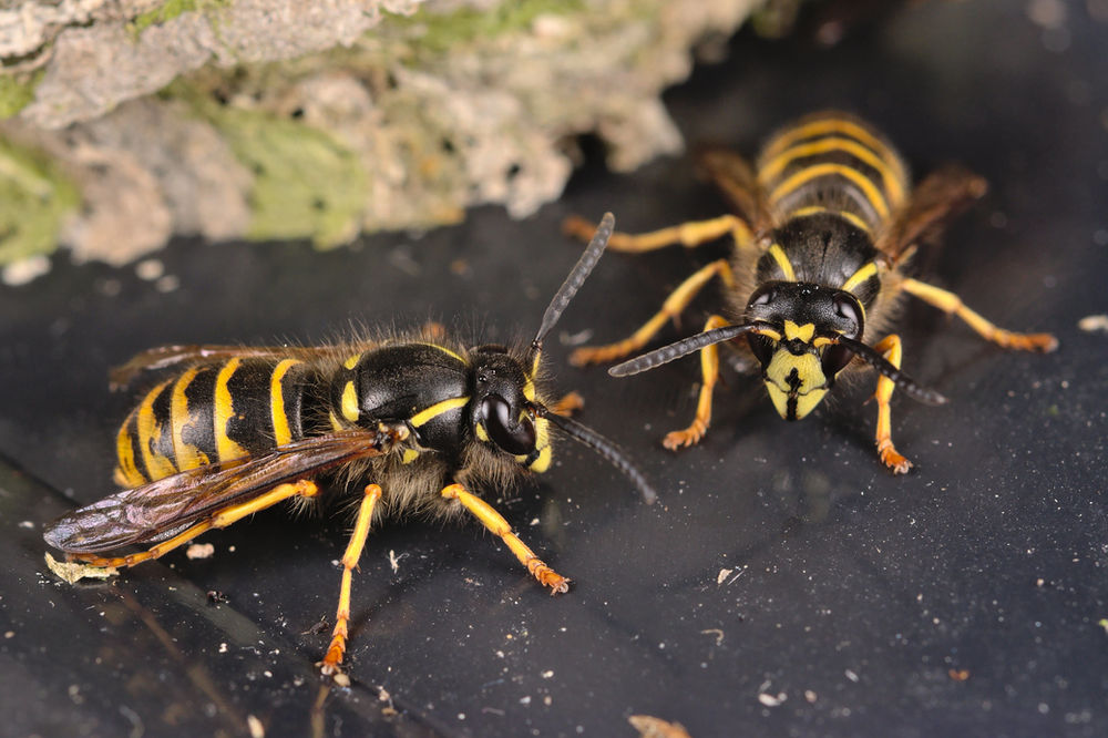 Wasps - what do they do?