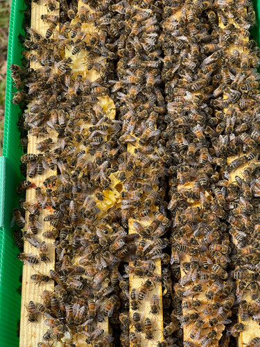 2025 Overwintered 14x12 National Nuc | Harry's Honey | Cheltenham