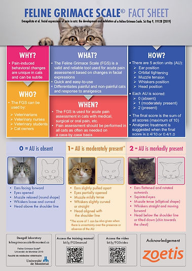 Pain assessment in cats | Feline Grimace Scale