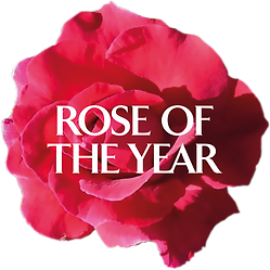 Fryer's Roses | Blue Diamond