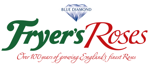 Fryer's Roses | Blue Diamond
