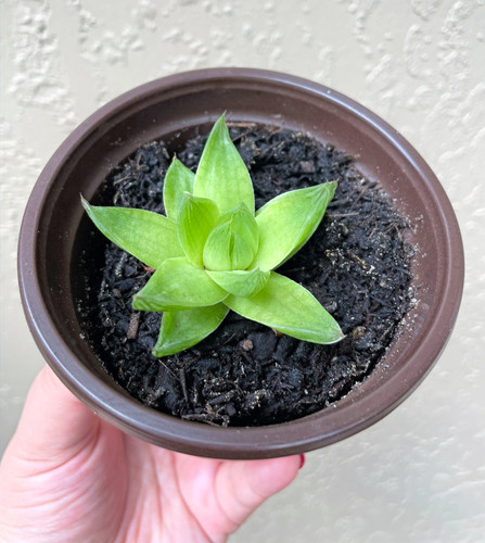 Cathedral Window Haworthia | Hearty Plants
