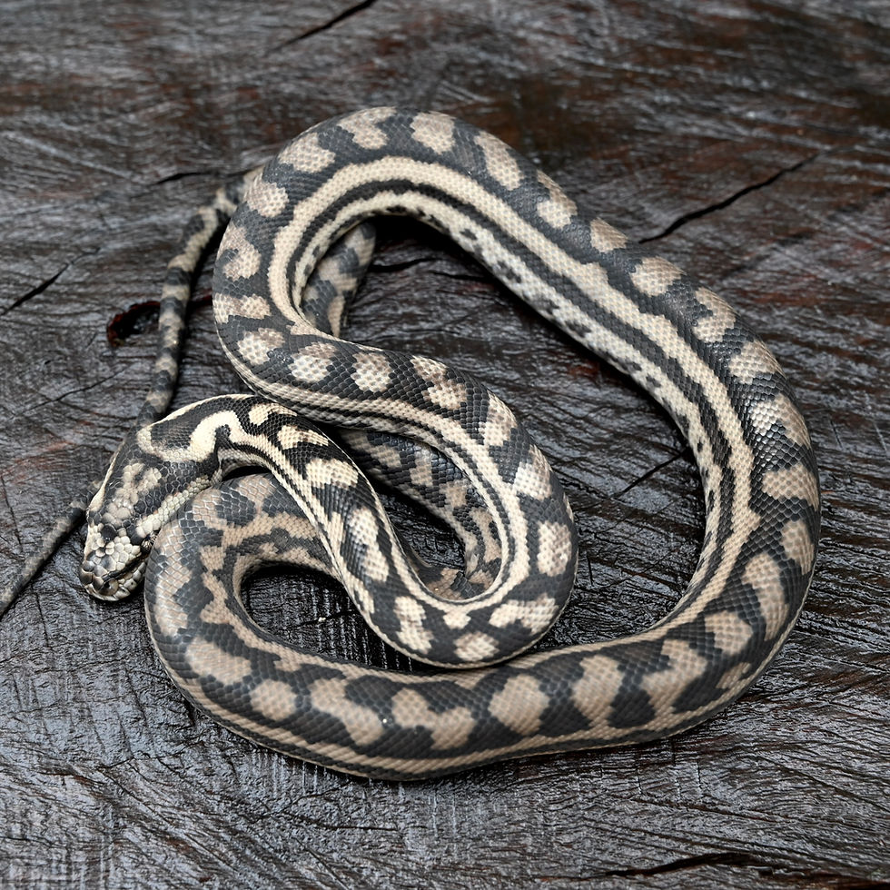 Carpet Python | Snake Sanctum