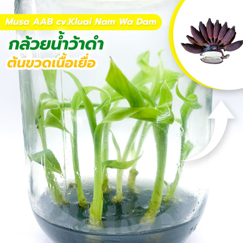 Musa (AAB) Kluai Nam Wa Dam (Black Namwa banana) | THAI TISSUE